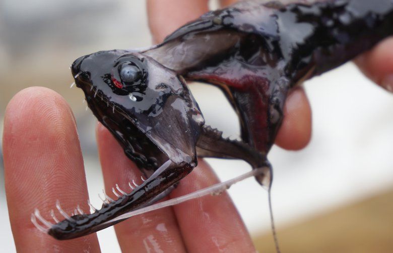 Scientists crack secret of fish’s deadly, transparent teeth | The ...