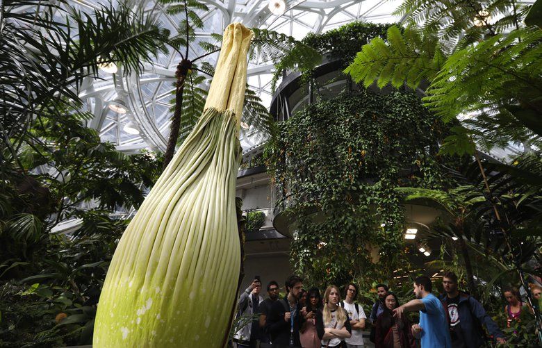 Corpse flower and its stench draw crowds to Amazon Spheres | The ...
