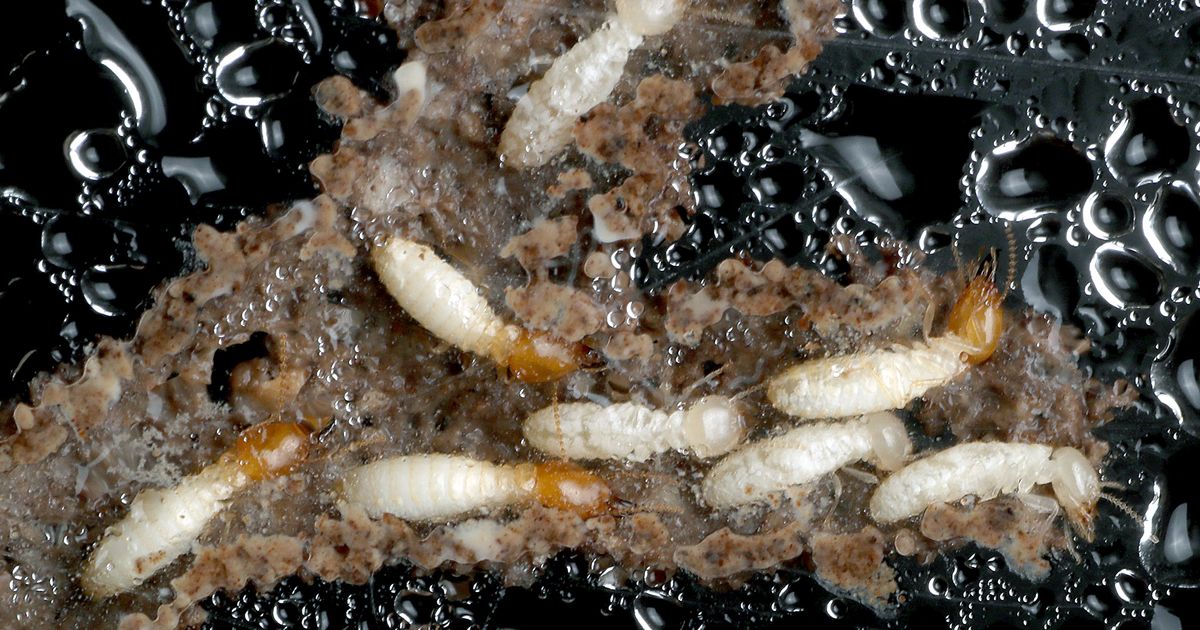 Destructive super termites are swarming in South Florida, worse than ...