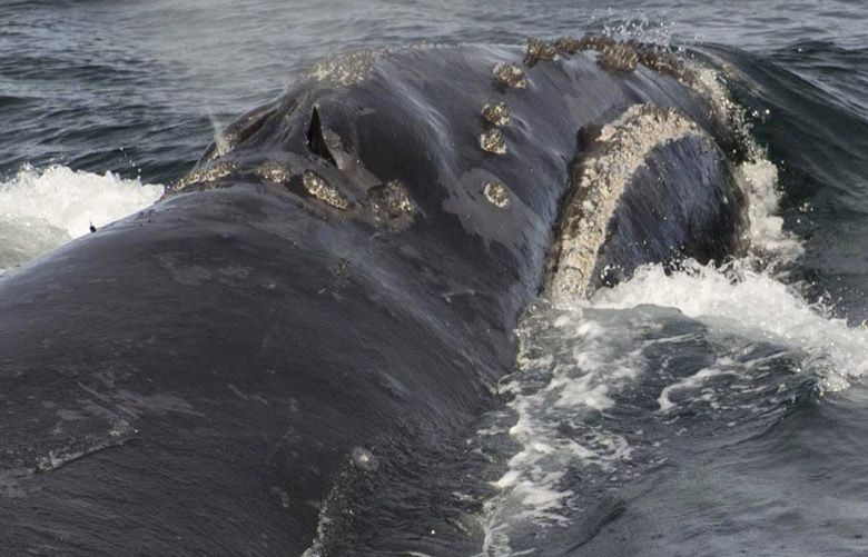 Scientists record singing by rare right whale for first time | The ...