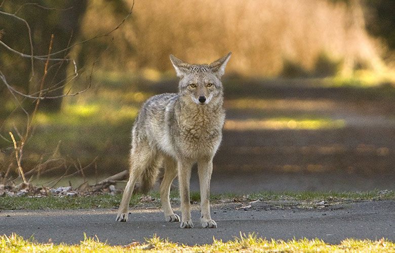 Coyotes at the block party? How very Seattle | The Seattle Times
