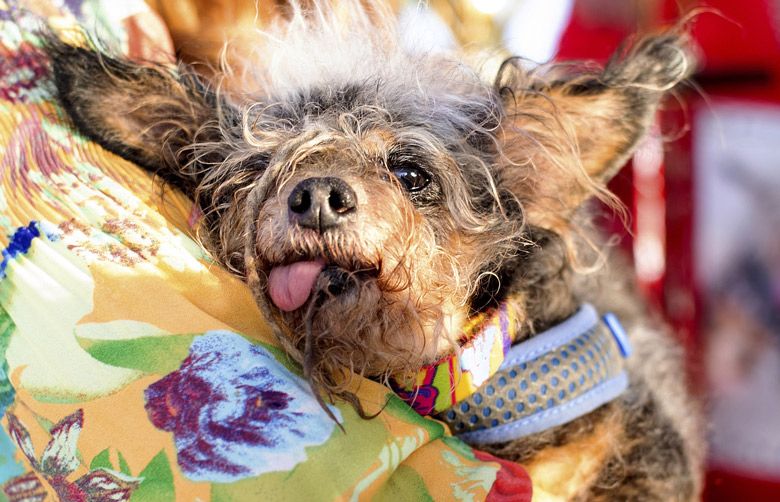 Scamp the Tramp wins World’s Ugliest Dog Contest | The Seattle Times