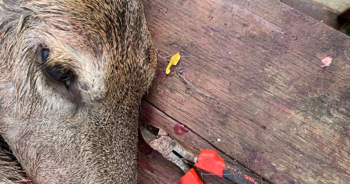 A deadly deer disease is spreading. Could it strike people, too? | The ...