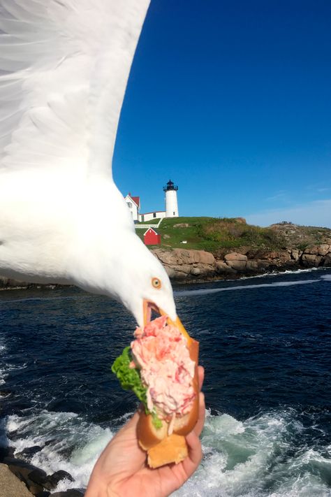 Seagull photobombs, steals woman’s lobster roll | The Seattle Times