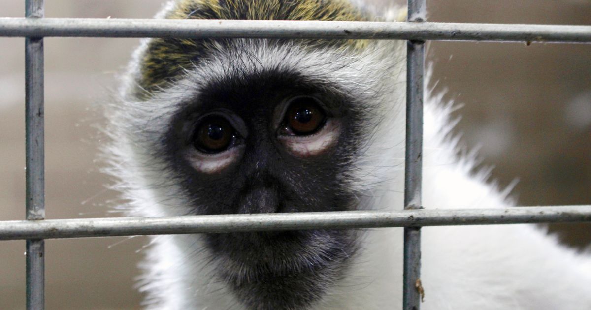 More research labs are retiring monkeys when studies finish | The ...