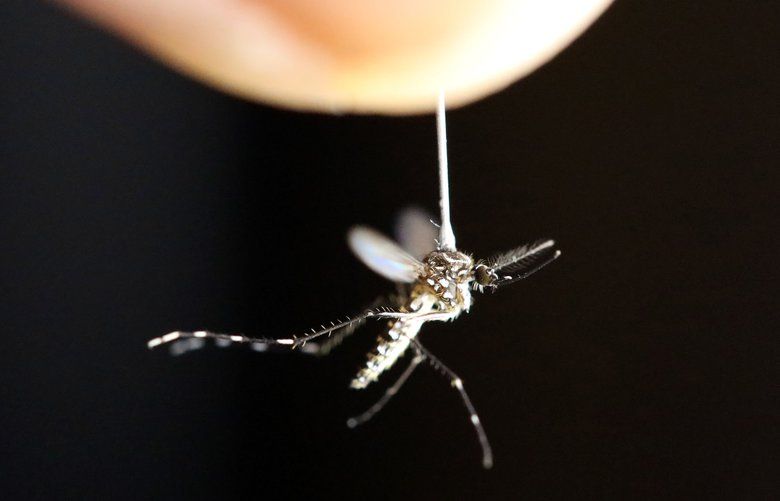 How do mosquitoes track you? UW researchers used a tiny flight ...