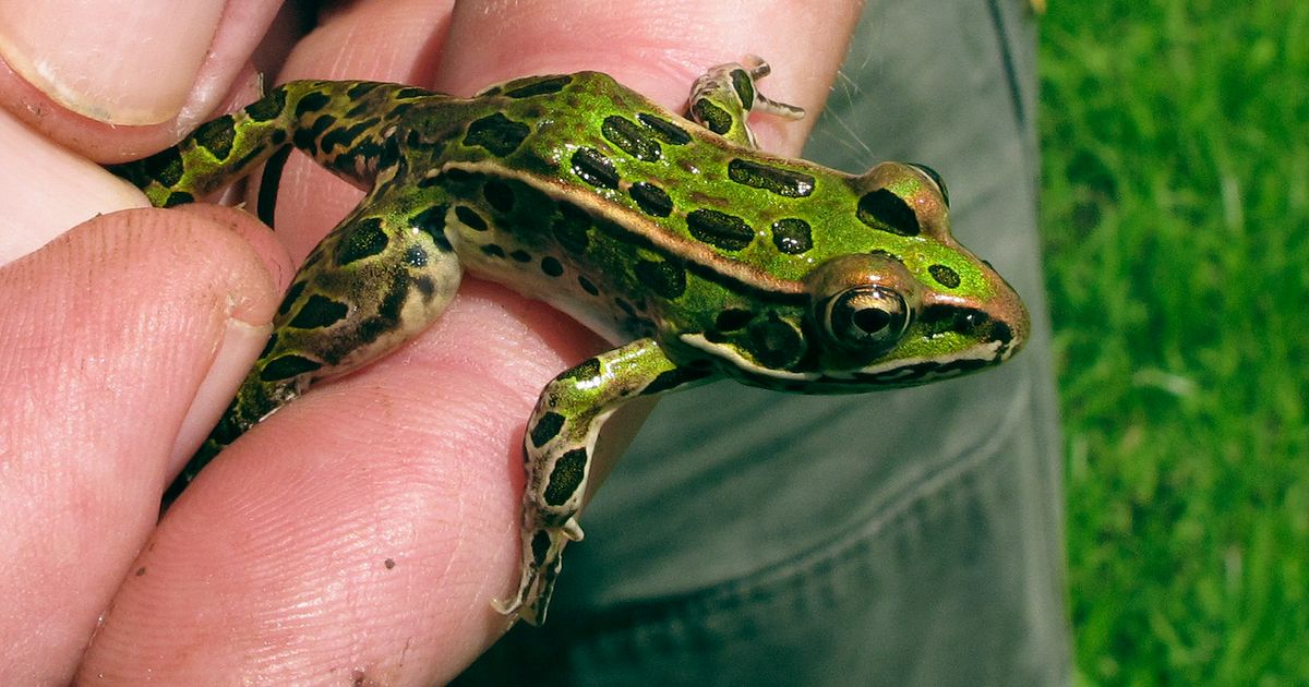 Frog population explodes in region of Vermont | The Seattle Times