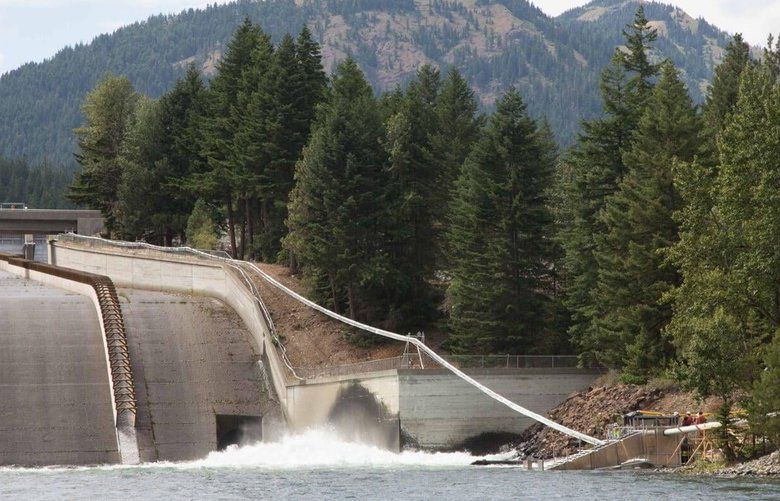 More than a viral sensation, the Salmon Cannon could bring the species ...