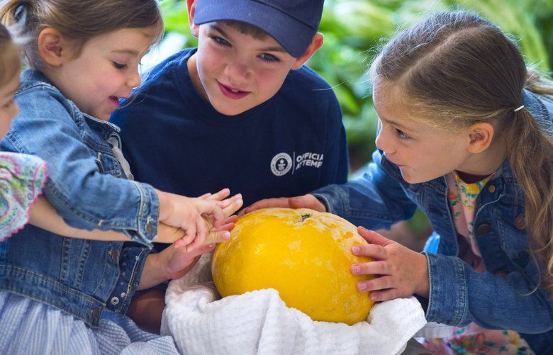Basketball-sized world-record grapefruit grown in Louisiana | The ...