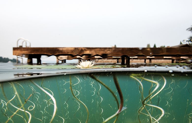 In ‘the lake,’ Seattle photographer Robin Layton chronicles life on, in ...