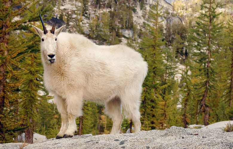 Cute to ferocious: The coolest animals you might spot on local hikes ...