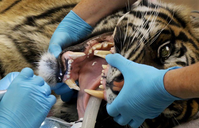 How do you perform dental work on a tiger? Very carefully. | The ...