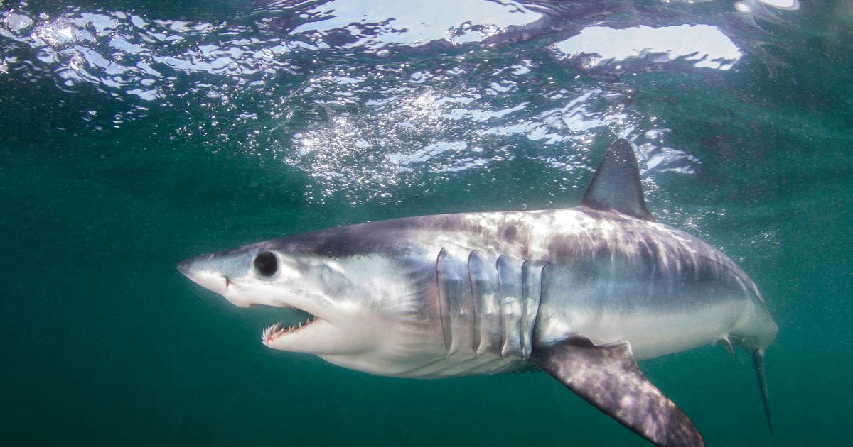 Extinction bites: countries agree to protect sharks and rays | The ...