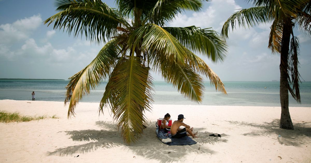 Florida’s iconic palm trees threatened by invasive disease | The ...