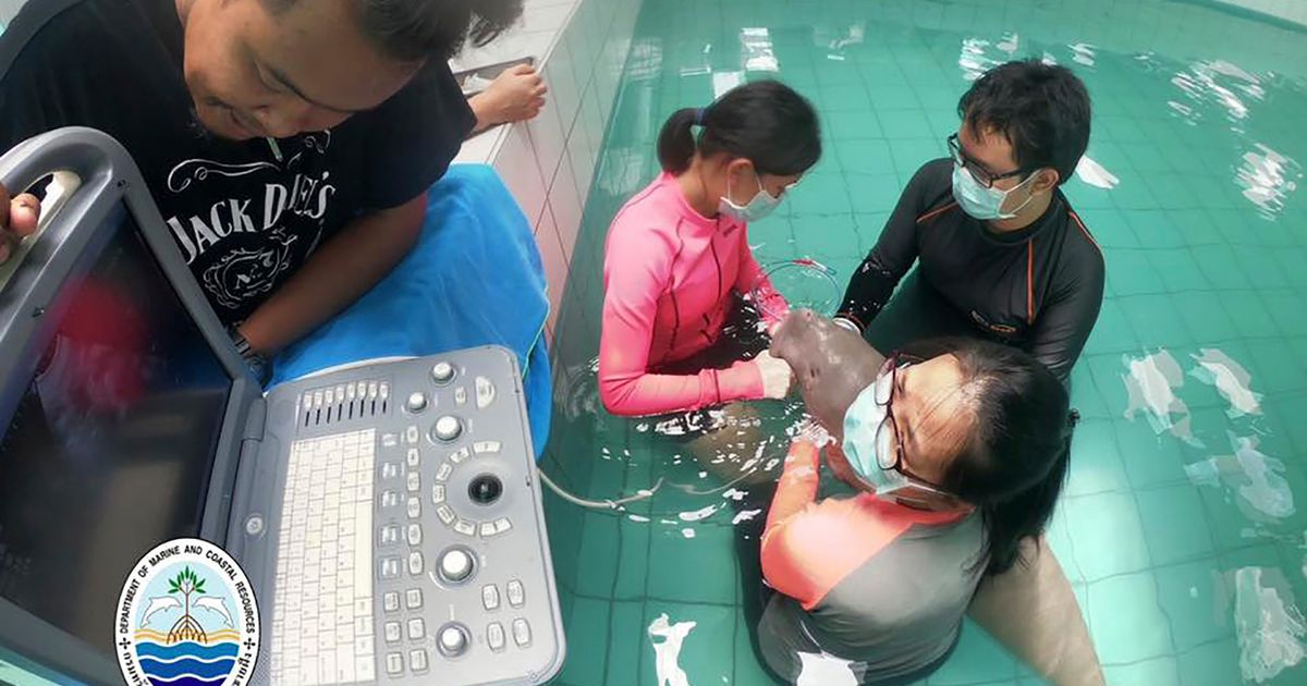 Young dugong dies in Thailand in blow for vulnerable species | The ...