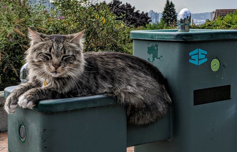 Reader’s Lens | A Queen Anne cat loves to lounge in an unusual spot. A ...