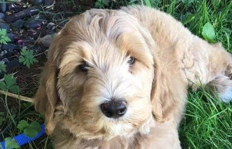 Meet the Seattle Labradoodle who landed on a list of ‘wackiest pet ...