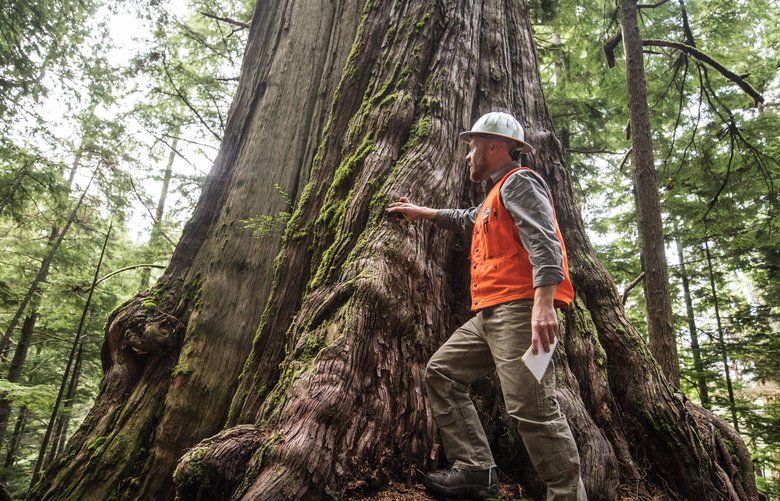 How restoring old-growth forest in Washington state could help fight ...