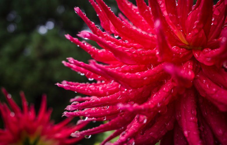 Heavy rain, gale winds headed our way — but nicer weather may be back ...