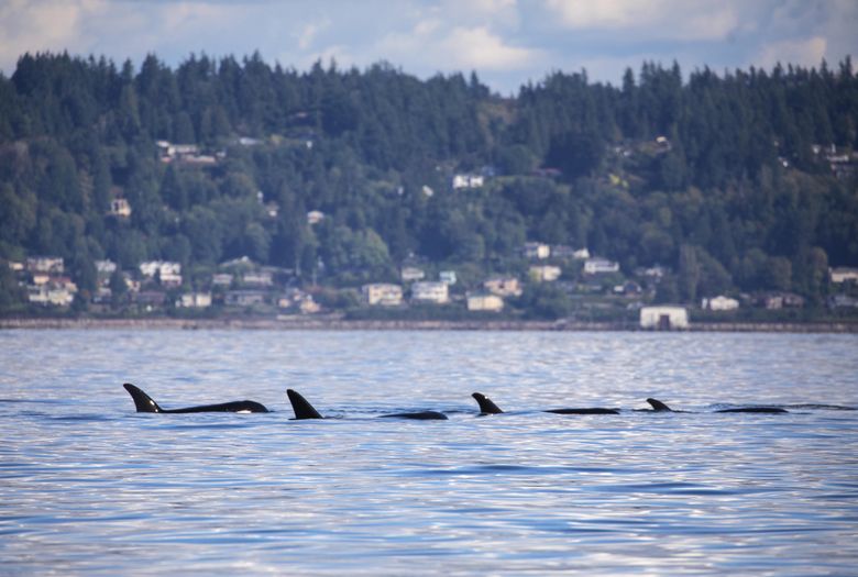 K Pod Orcas