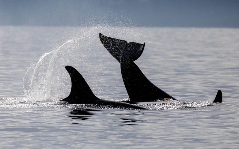 K Pod Orcas