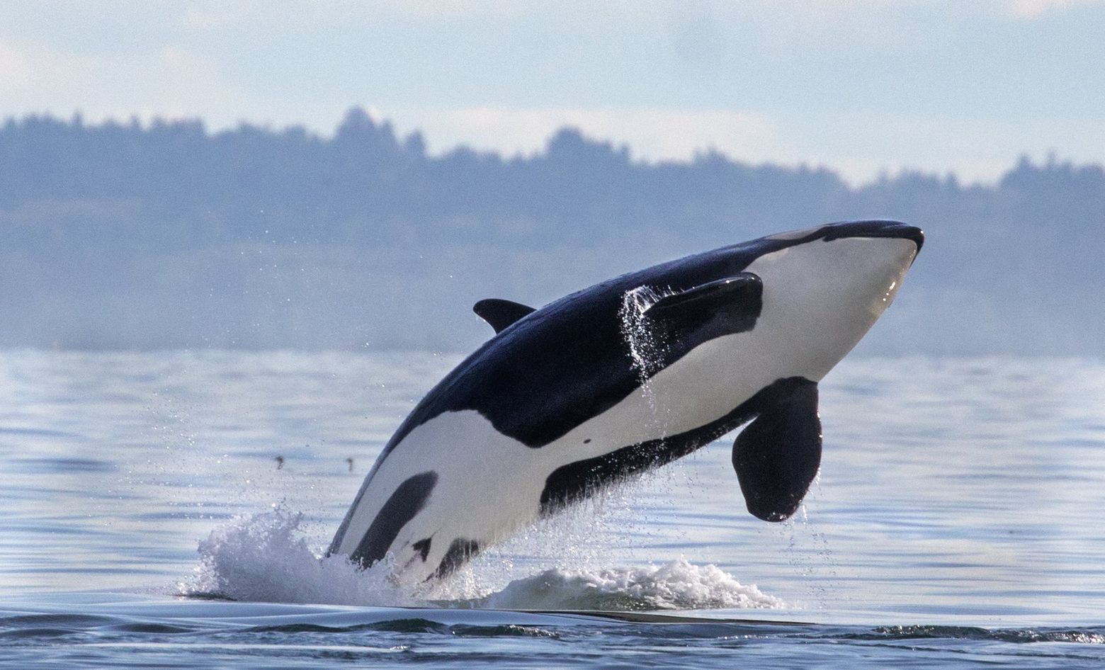 In California, orcas and salmon have become so scarce people have ...