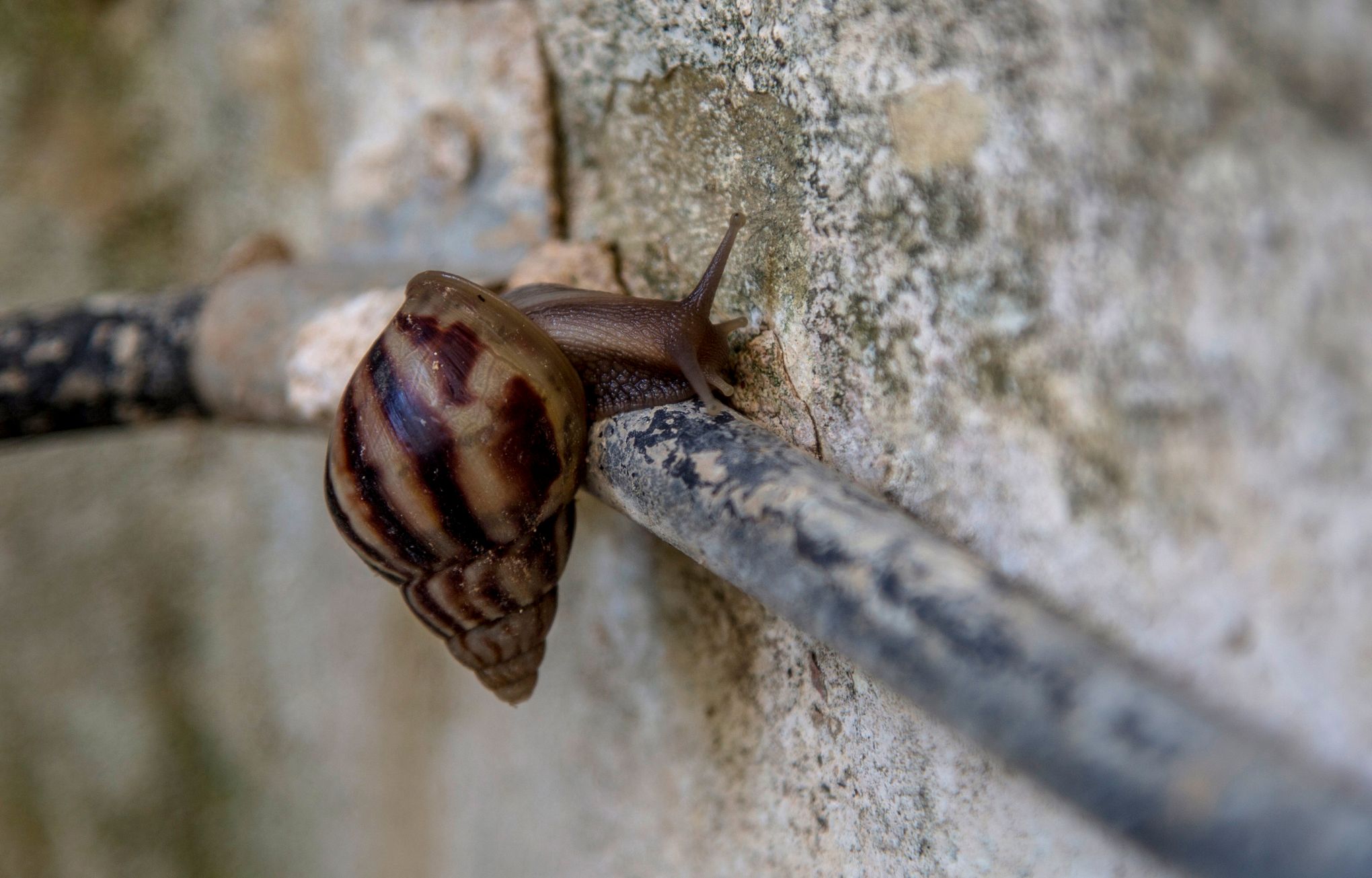 Cuban Tree Snails