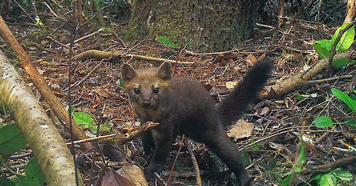 Oregon bans trapping of rare, cat-like Humboldt marten | The Seattle Times