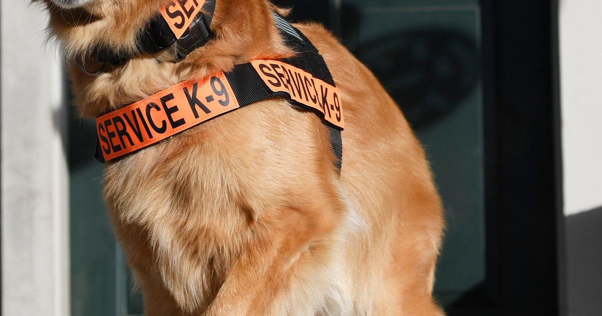 Service dog whose story raised awareness of PTSD has died | The Seattle ...