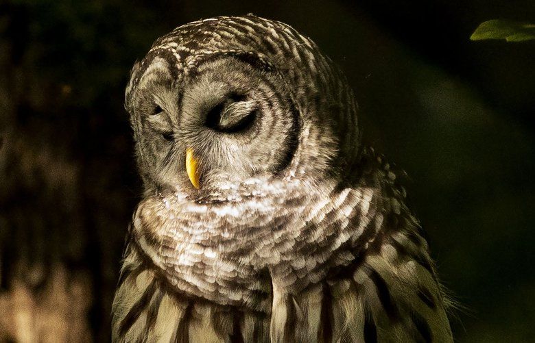 A sleepy owl dozed on a branch. A lucky reader was there with a camera ...