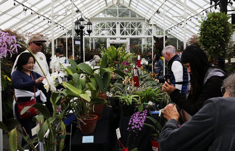 Beauty blooms at Seattle orchid show | The Seattle Times