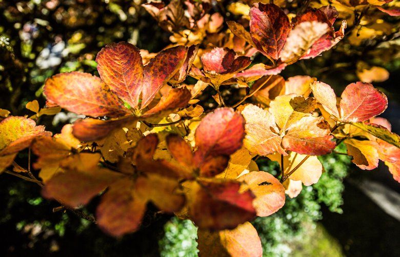 Enjoy the colors and activities of fall at festivals in Carnation and ...