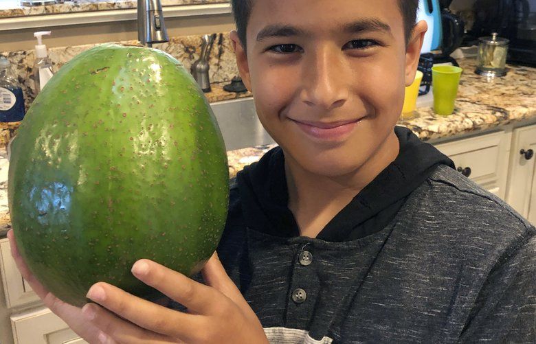 Big avocado earns Hawaii family Guinness World Records honor | The ...