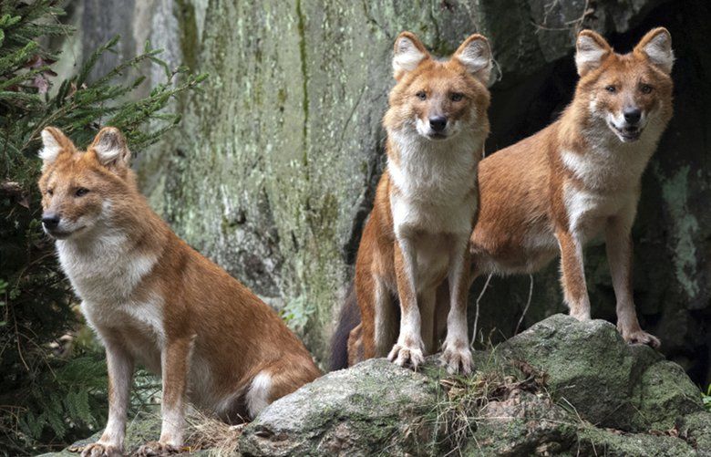Pack of handsome wild dogs debuts at Bronx Zoo | The Seattle Times