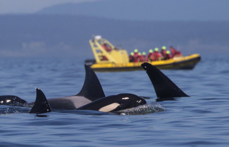 Federal government wants your opinion on whale-watching rules to ...