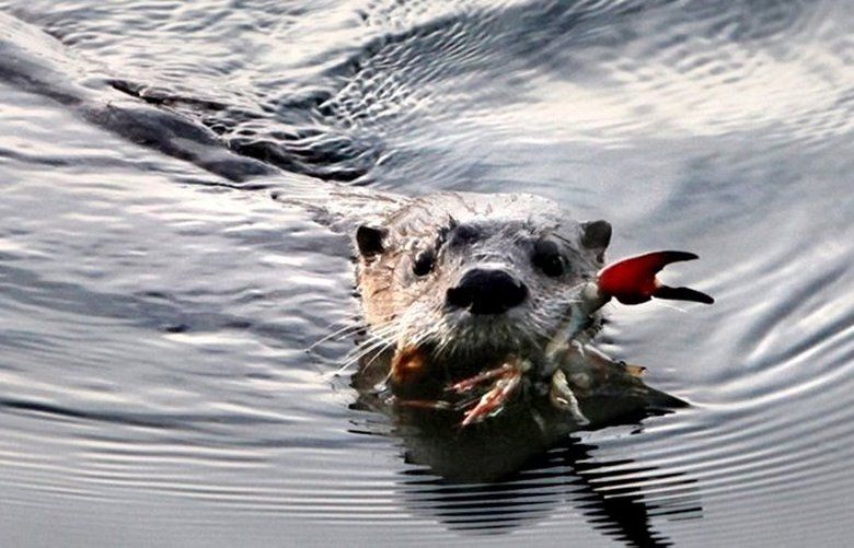 Otter droppings on Whidbey Island provide clues to environment’s health ...