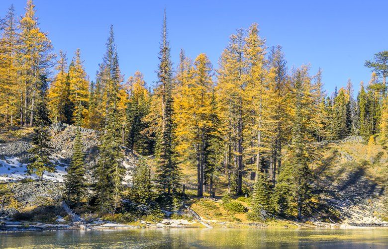 Reader’s Lens | Larch madness is here | The Seattle Times