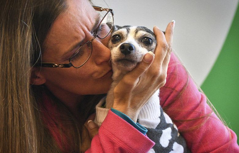 How to pet dogs during a coronavirus pandemic | The Seattle Times