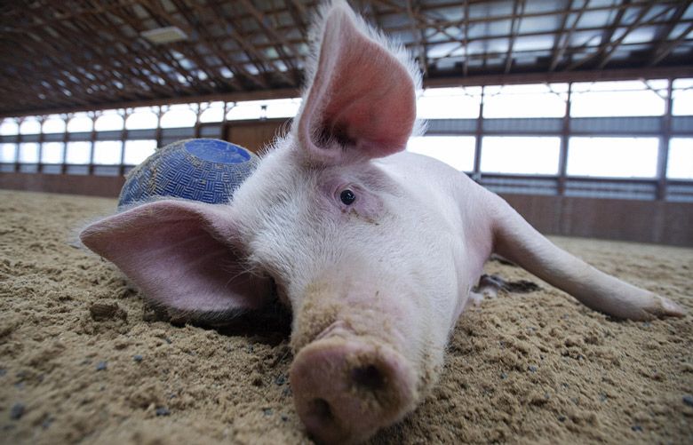 Thousands of pigs are rotting in compost as U.S. faces shortages | The ...
