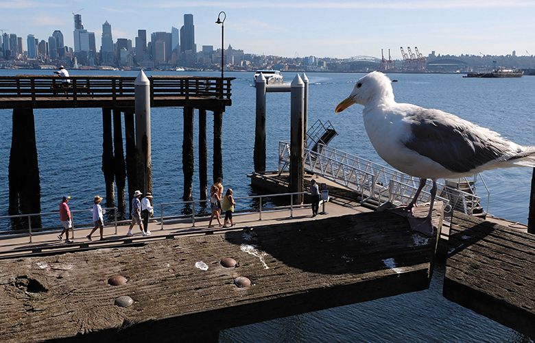 Gulls show up all over — including (heads up!) right above you | The ...