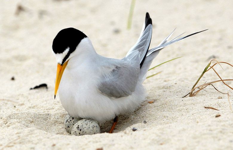 Lots of good terns: Bird ready to fly off endangered list | The Seattle ...