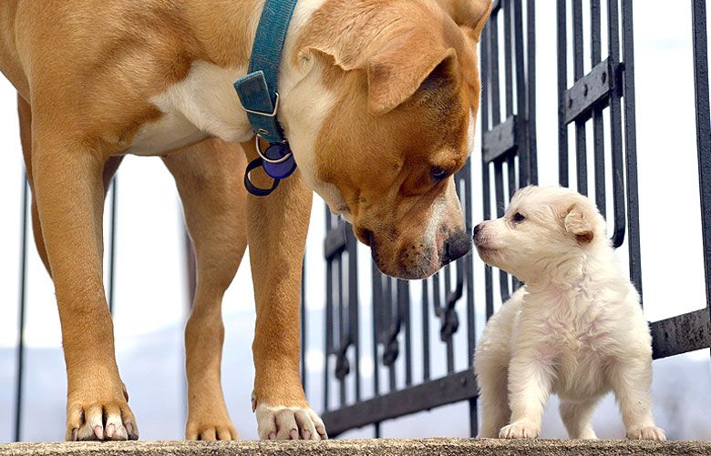 Getting a second dog? Be ready for something different. | The Seattle Times