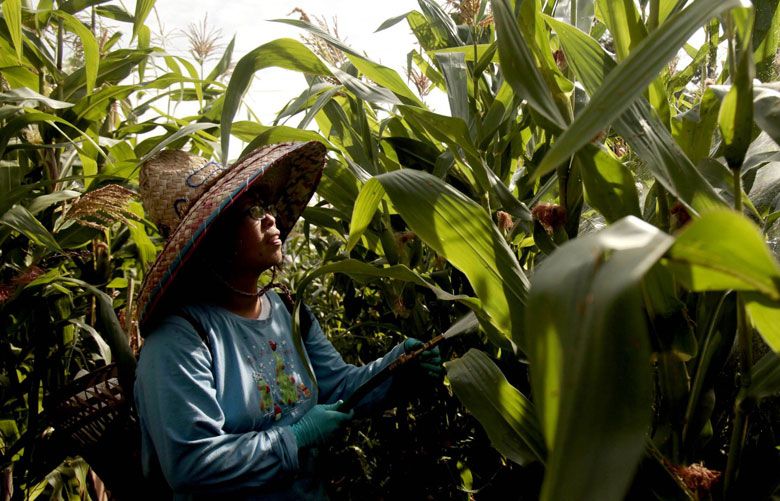 Seattle’s treasured P-Patch community gardens face uncertain future ...