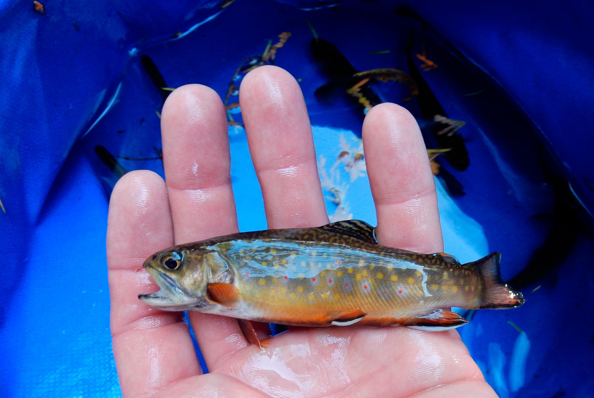 Acid Rain Fish No End To Big Fish Die Off In Zandvlei