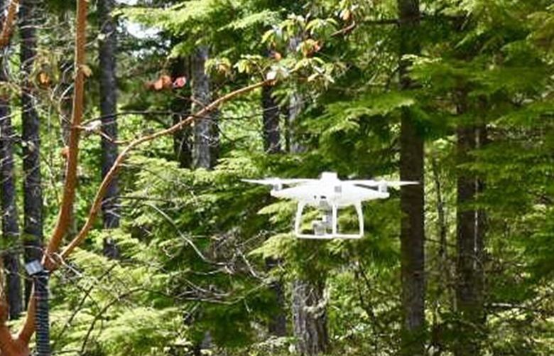 4 ways technology and innovation contribute to greener, safer forests ...