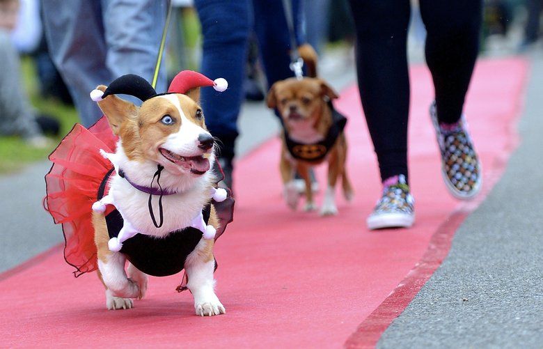 Sunday Best: For a treat, some dogs will learn a new trick — walking ...