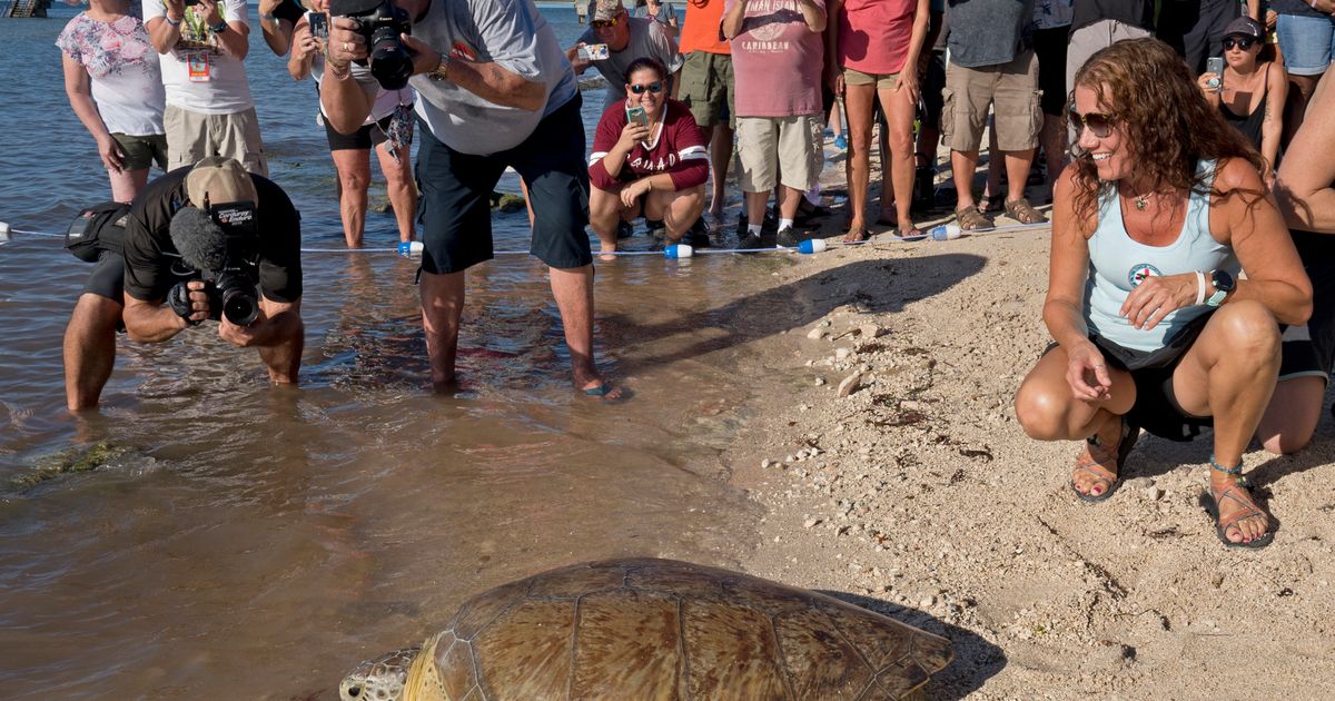 Turtle returned to ocean after recovering from spear attack in Florida ...