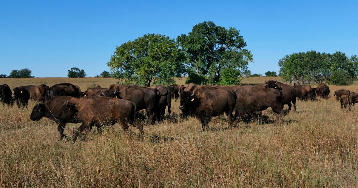 Bison a bright spot for agriculture in Kansas, nation | The Seattle Times