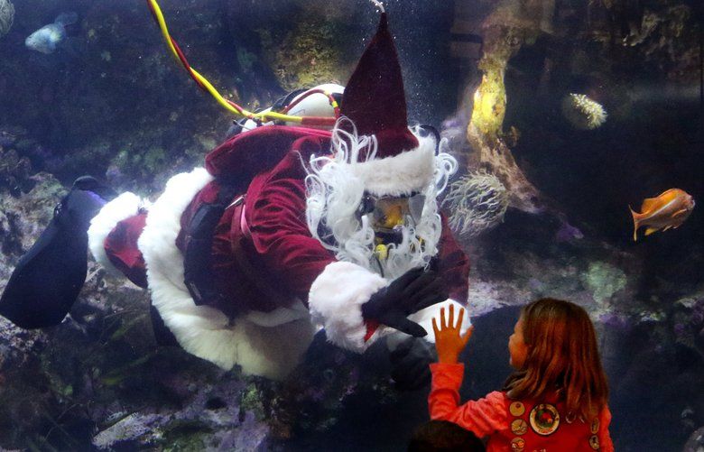 Santa makes annual underwater appearance at Seattle Aquarium | The ...