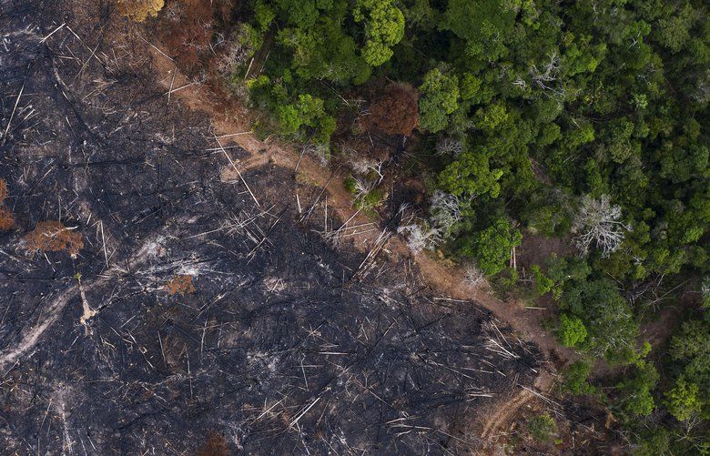 Top scientists warn of an Amazon ‘tipping point’ | The Seattle Times